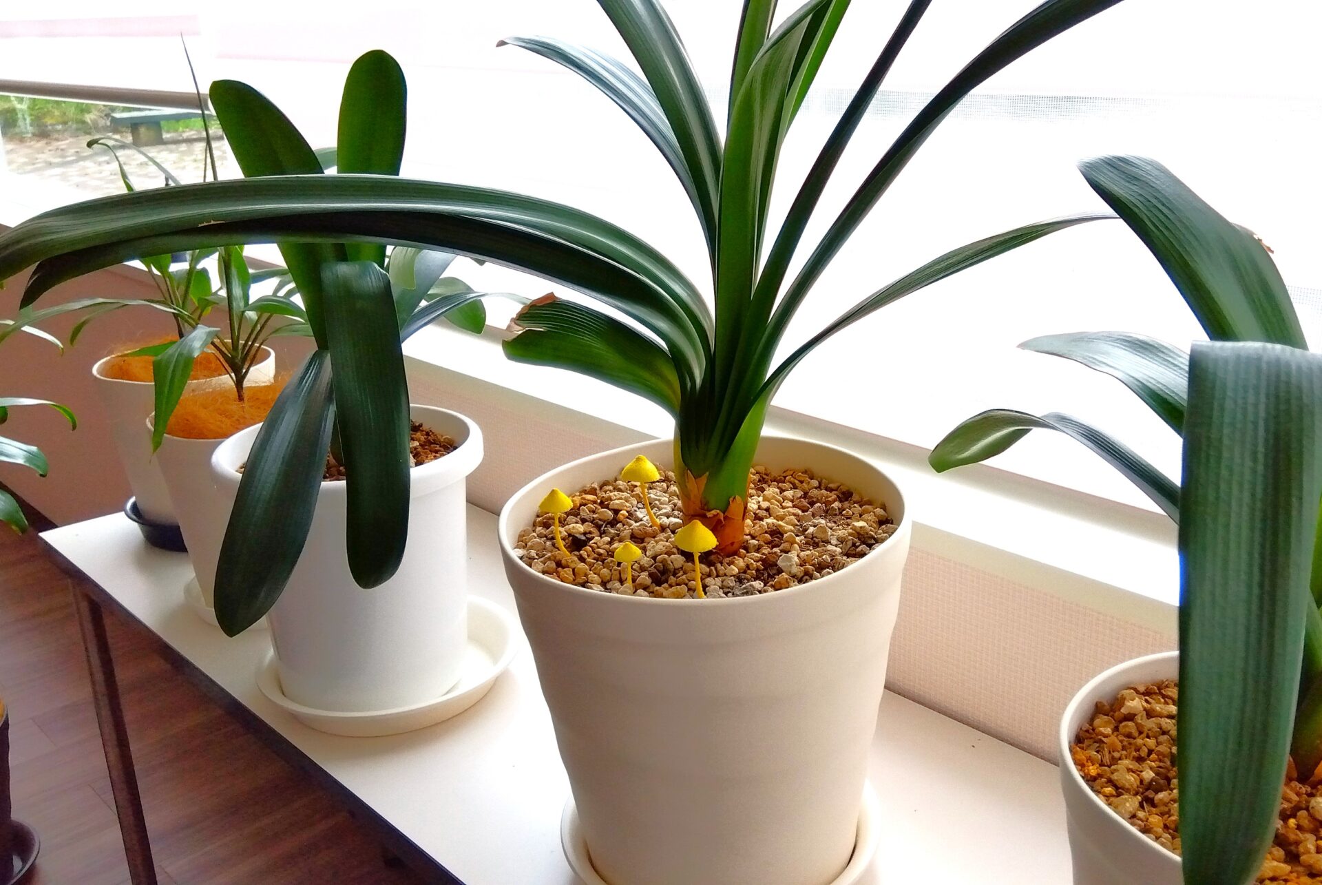 2024年7月27日＆28日 ハンドベルコンサート＆オーストラリアDAY8/9 | 校長室の窓から | 聖霊学園高等学校