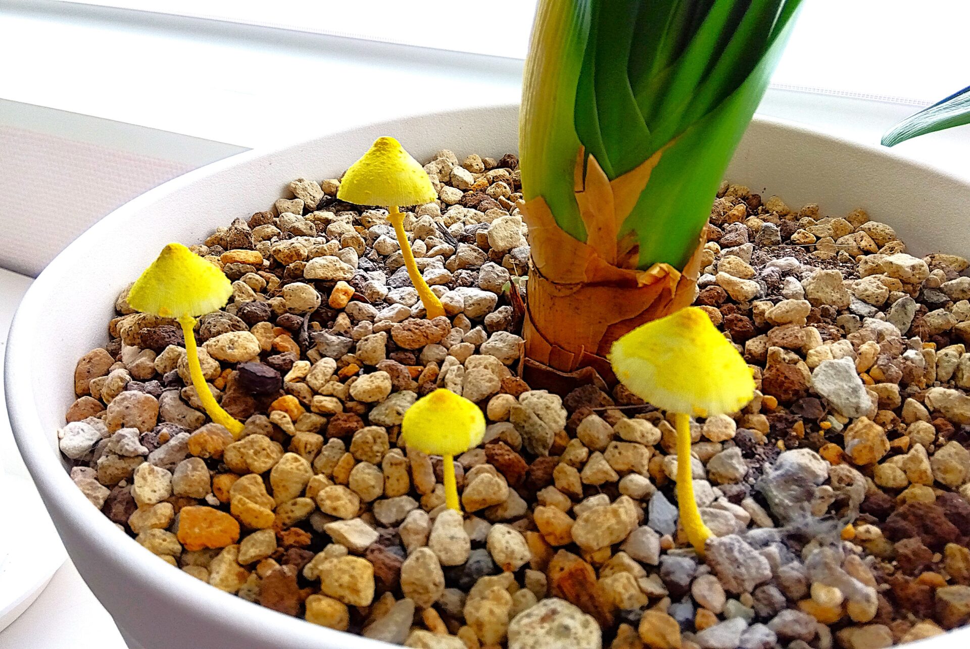 2024年7月27日＆28日 ハンドベルコンサート＆オーストラリアDAY8/9 | 校長室の窓から | 聖霊学園高等学校